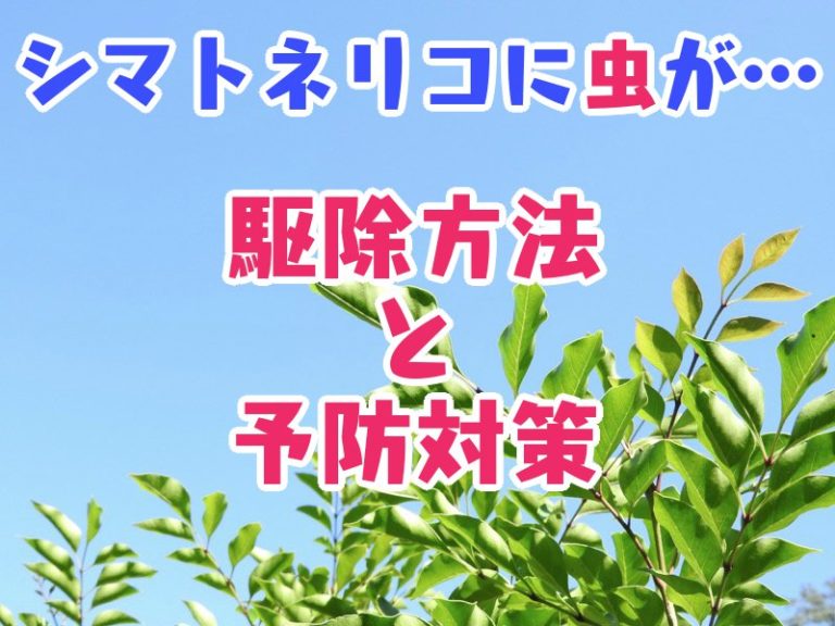 庭木のシマトネリコに虫が駆除方法と予防対策【大量のフン】 コノイエ快適 〜i Smart35坪 家族4人の暮らし〜